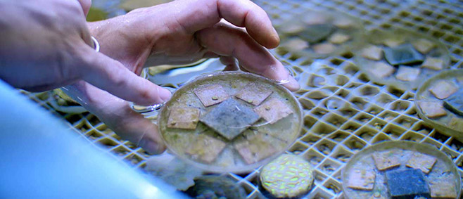 Online Science Courses & Sequences – Online & Distance Degrees | Oregon ...